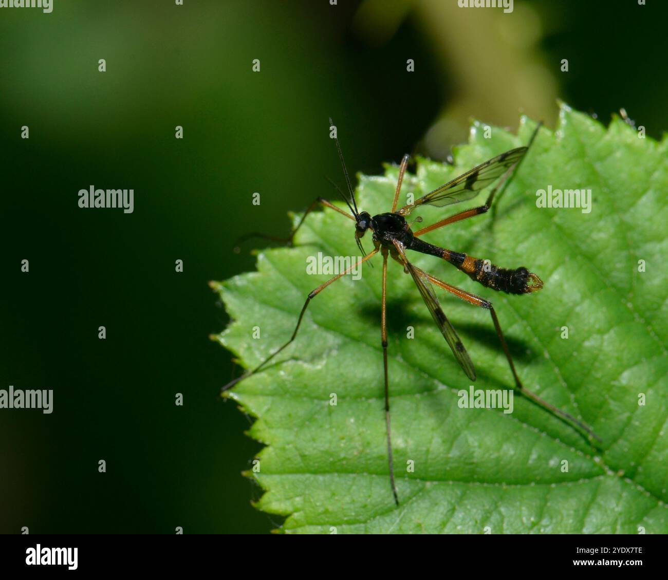 Shiny black abdomen with orange markings hi-res stock photography and ...