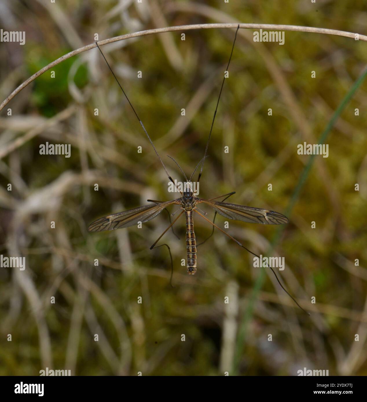 A well focussed Male Crane Fly, Tipula lateralis, dangling from a dried ...