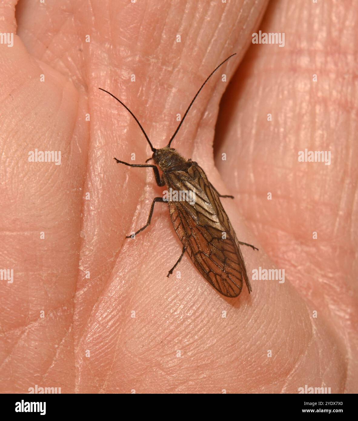 Larvae aquatic carnivores hi-res stock photography and images - Alamy