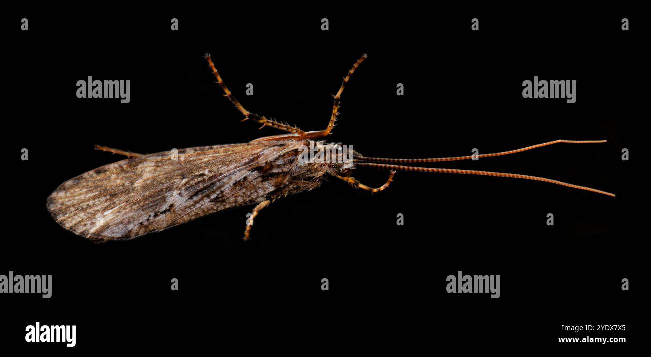 Adults emerge fully functional hi-res stock photography and images - Alamy