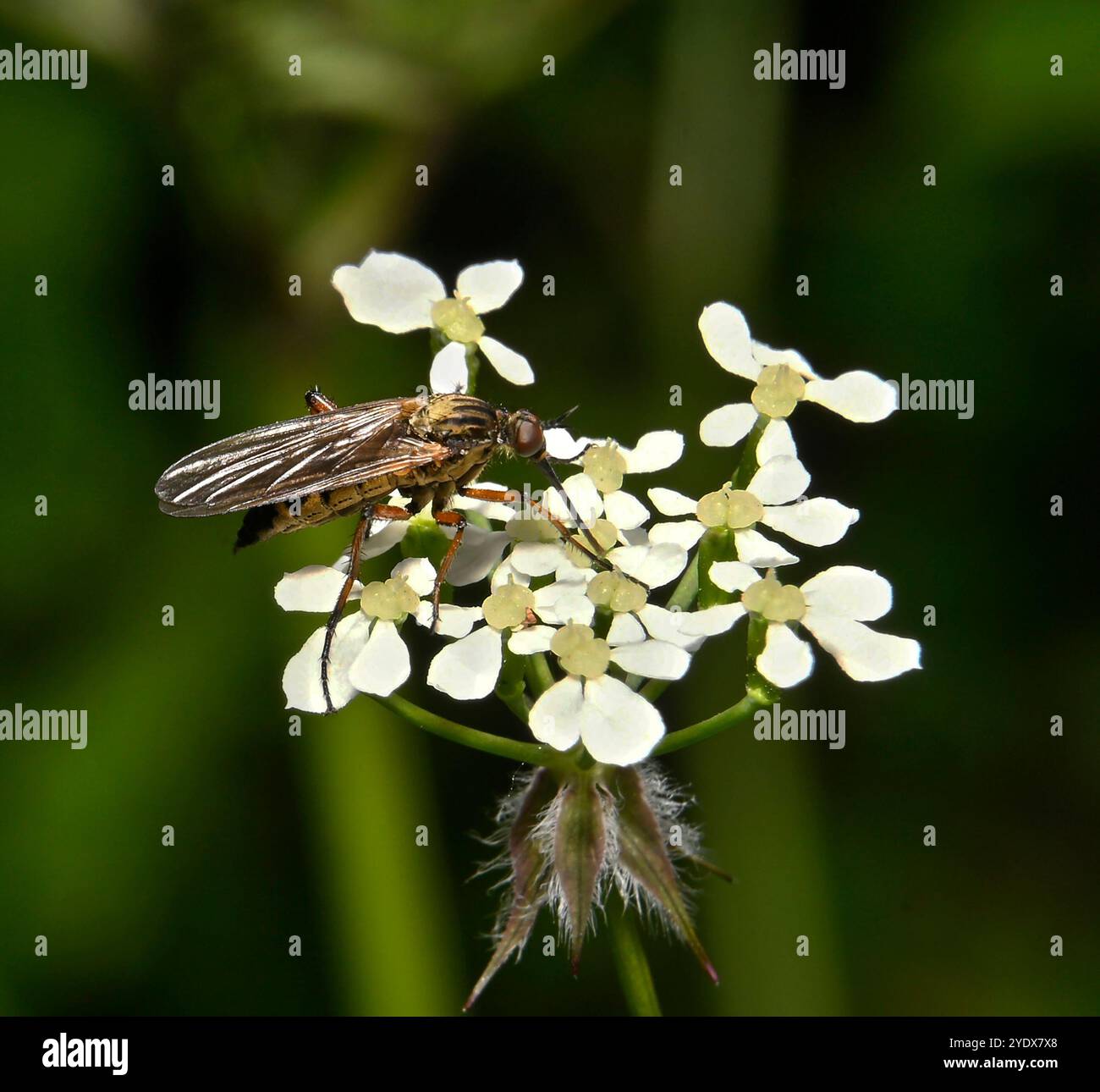 Dagger proboscis hi-res stock photography and images - Alamy