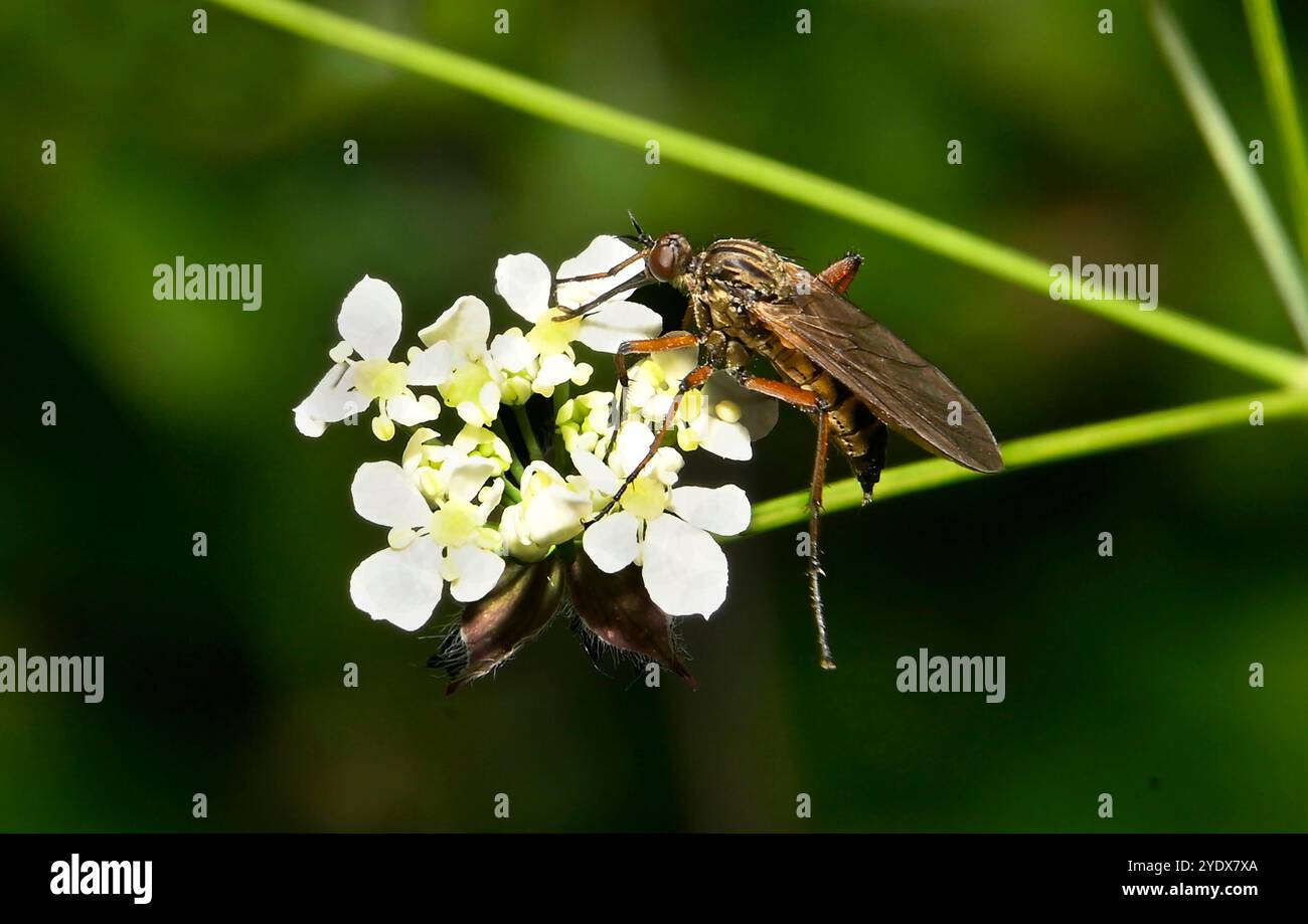 Dance fly, Dagger fly, Empis livida and Ballon fly all describe this ...