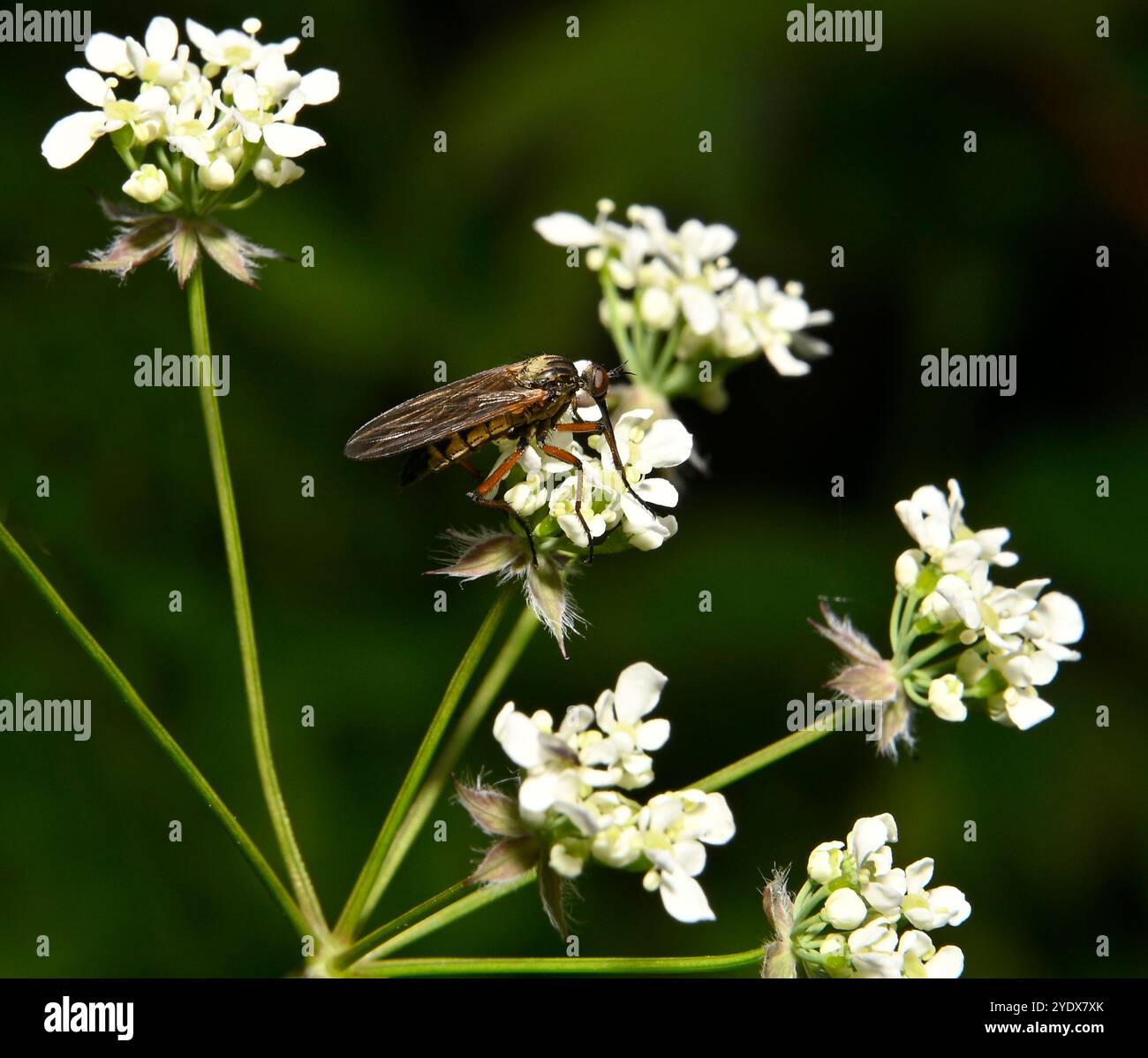 Male abdomen brownish hi-res stock photography and images - Alamy