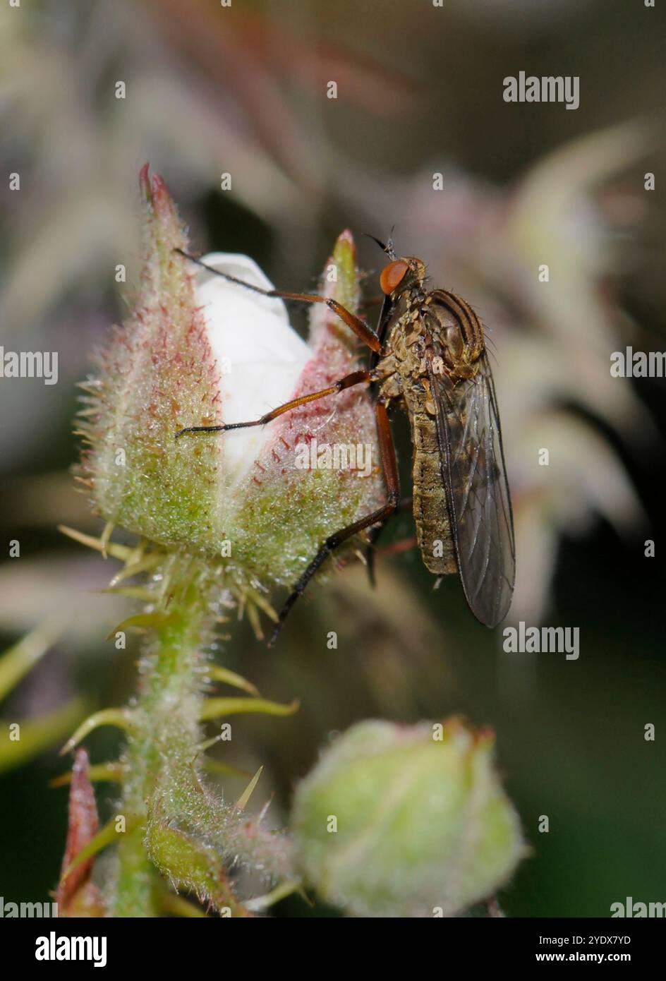 Wings laid along body at rest hi-res stock photography and images - Alamy