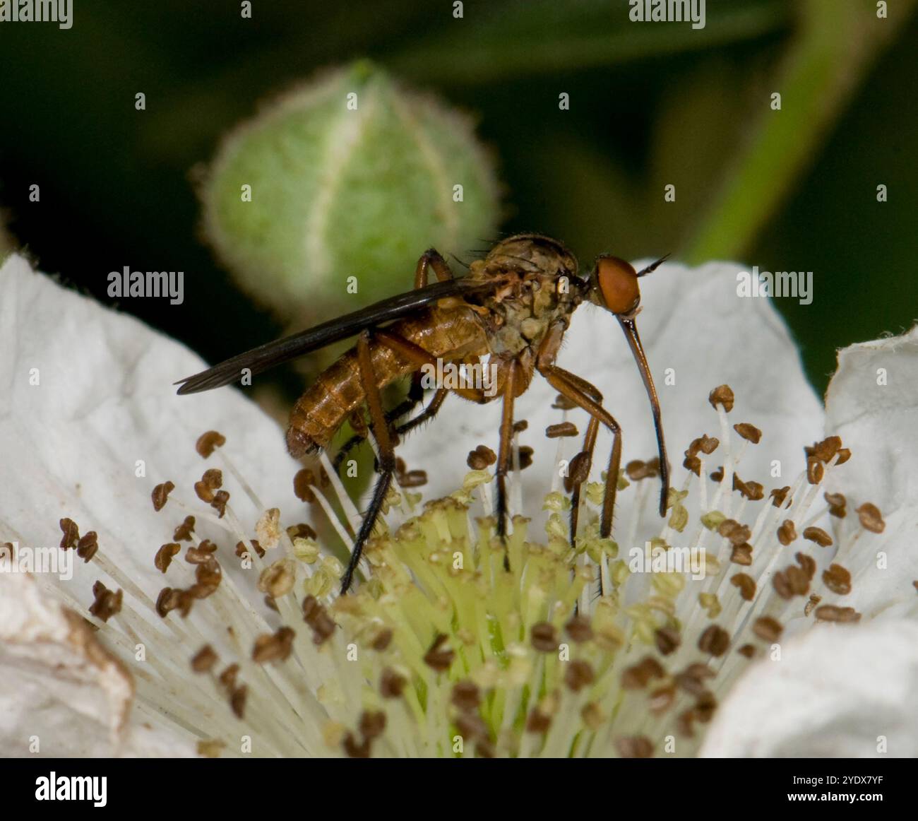 Long proboscis moths hi-res stock photography and images - Alamy