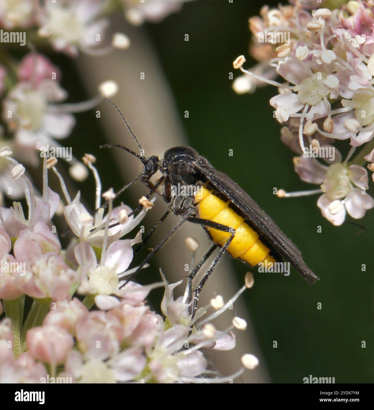 Odontosciara nigra hi-res stock photography and images - Alamy