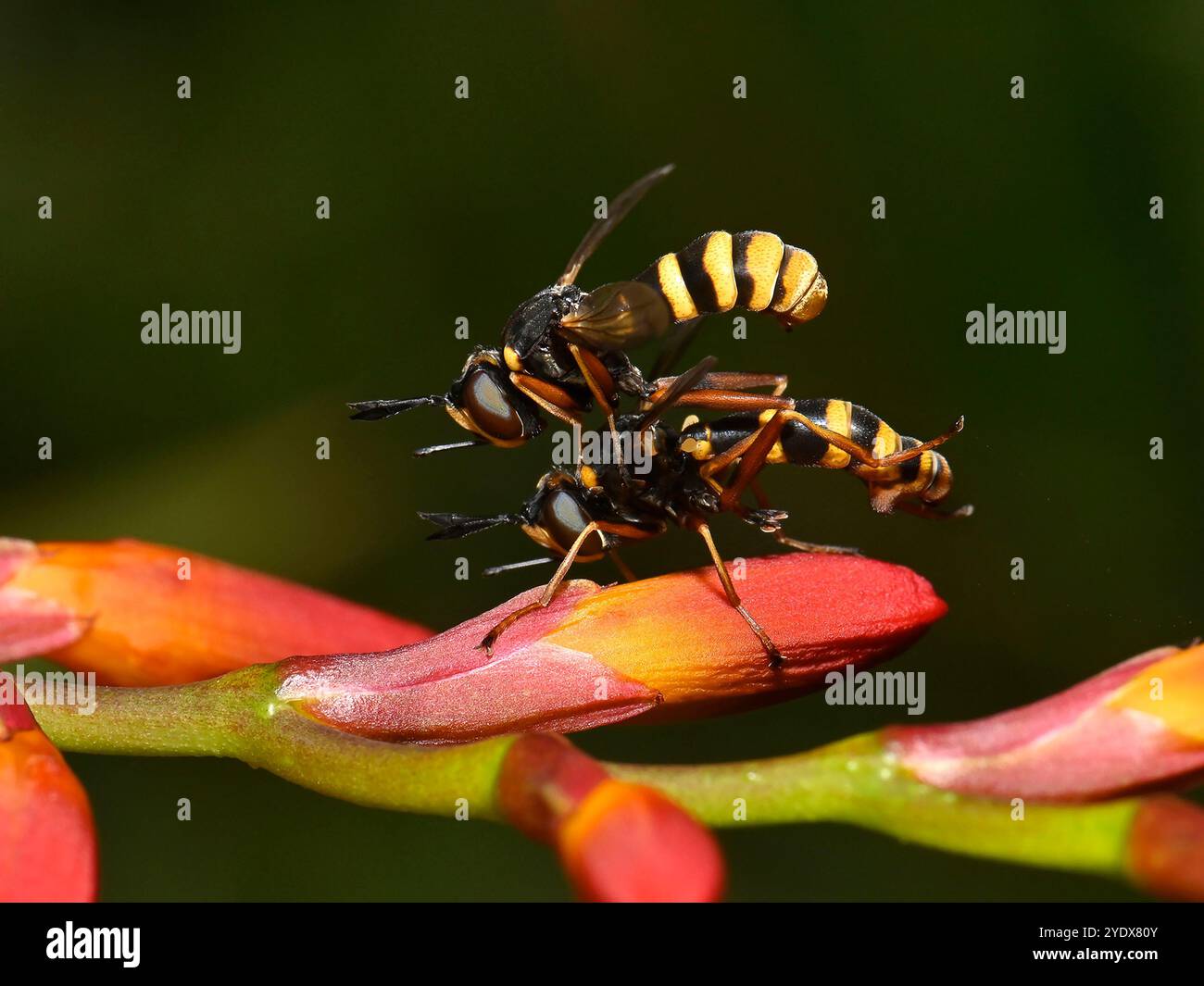 A pair of well focussed Four-banded bee-grabbers, Conops ...