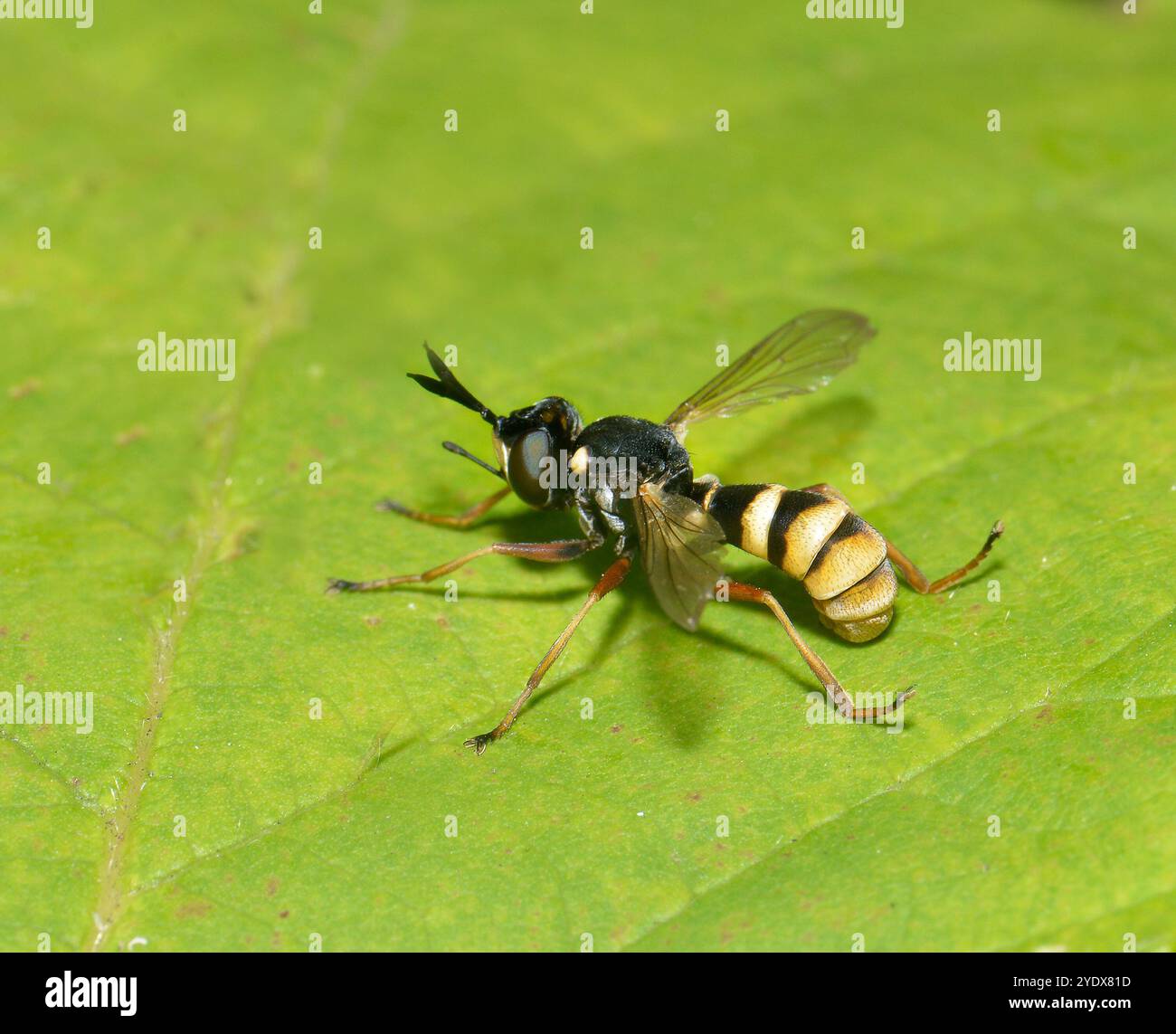Fused leaf base hi-res stock photography and images - Alamy