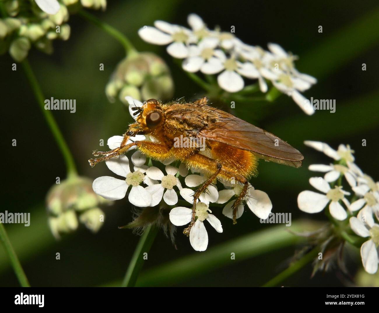 A male Golden dung fly, Scathophaga stercoraria, eating nectar from Cow ...