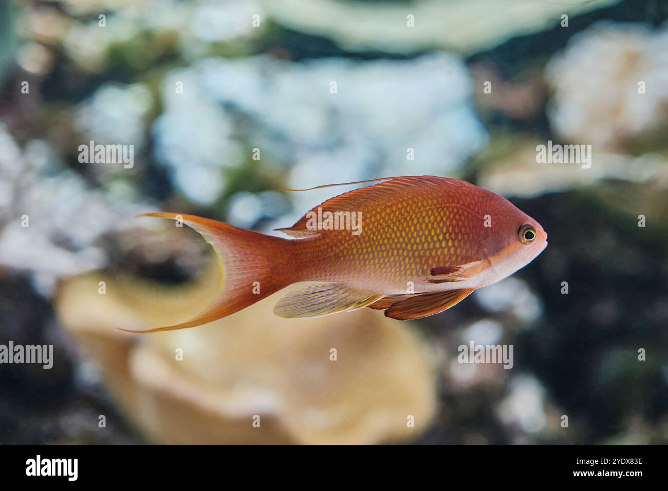 Lyre tailed anthias hi-res stock photography and images - Alamy