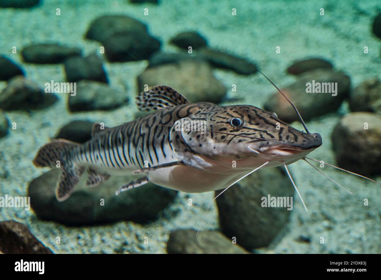 Close-up of striped catfish swimming over rocky, sandy bottom in an ...