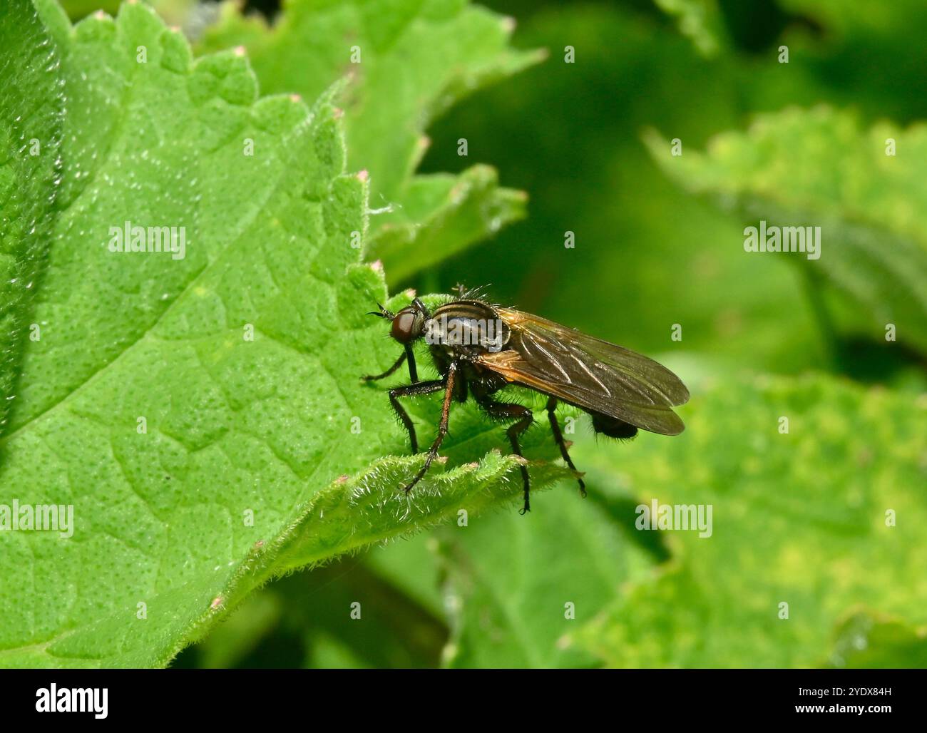 A top view of a Hanging fly, Dagger fly, Empis tessellat, standing on a ...