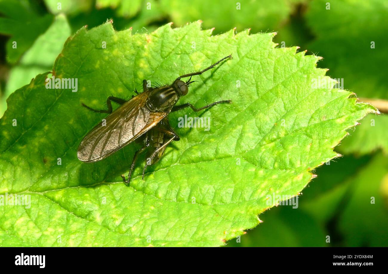 A top view of a Hanging fly, Dagger fly, Empis tessellat, standing on a ...