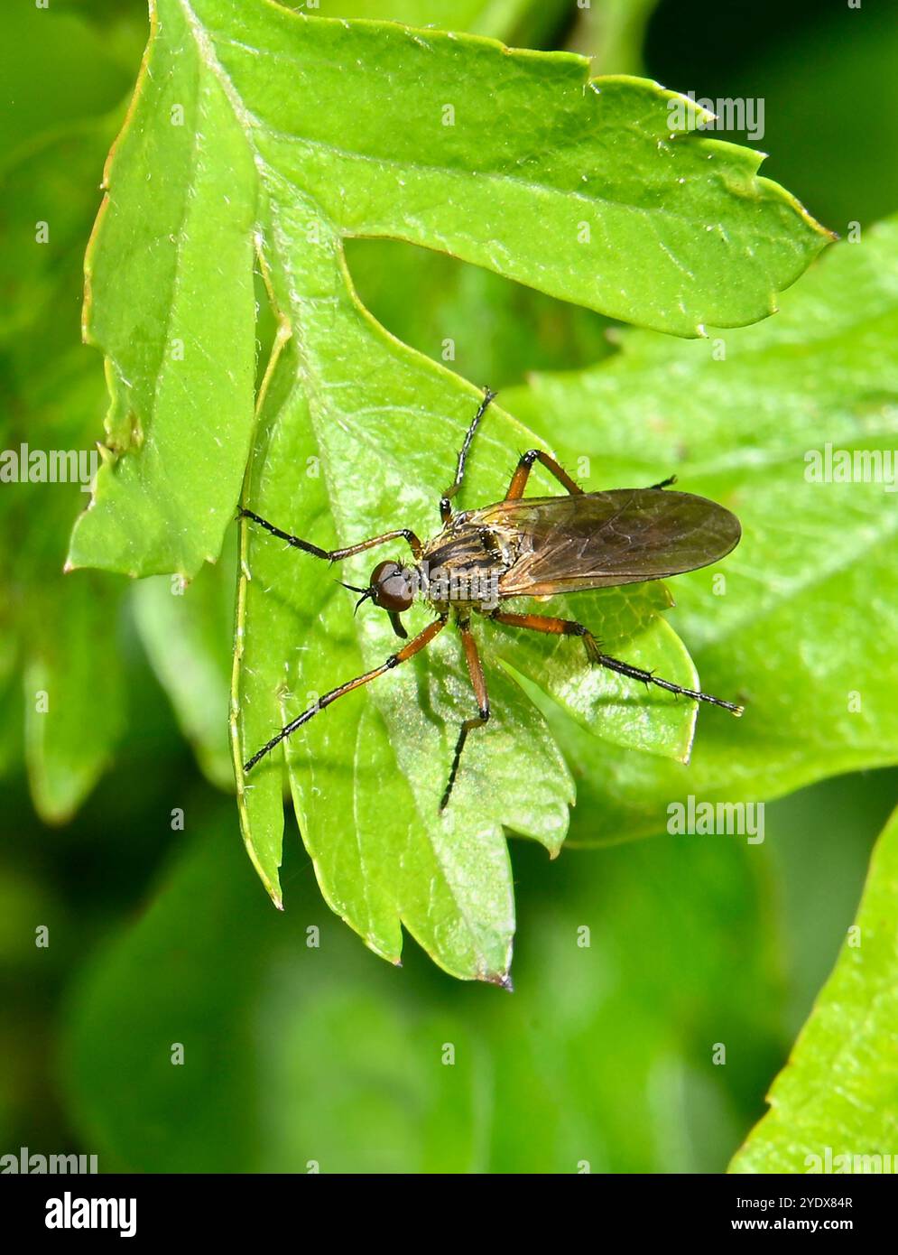A top view of a Hanging fly, Dagger fly, Empis tessellat, standing on a ...