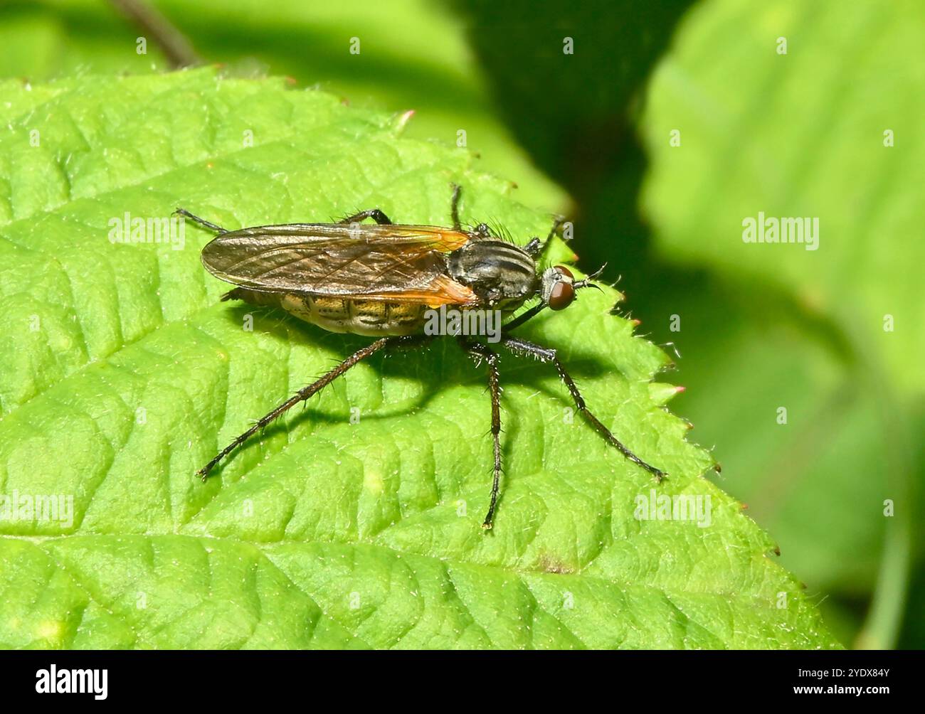 A top view of a Hanging fly, Dagger fly, Empis tessellat, standing on a ...
