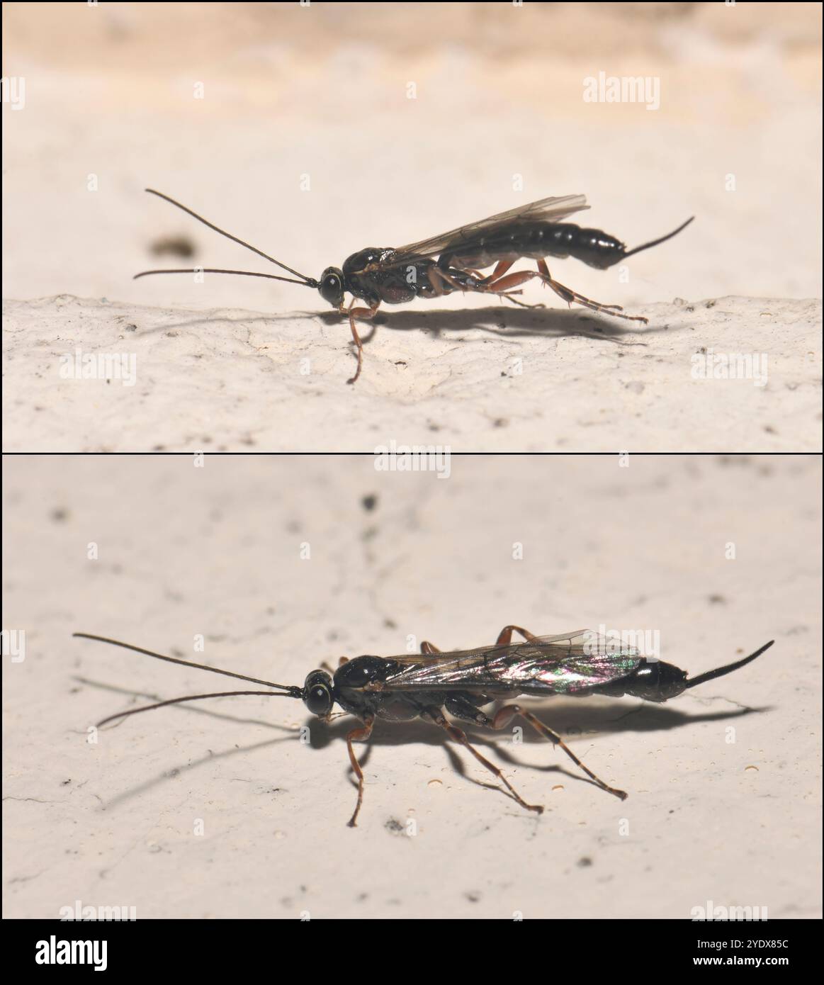 Two images of same insect hi-res stock photography and images - Alamy