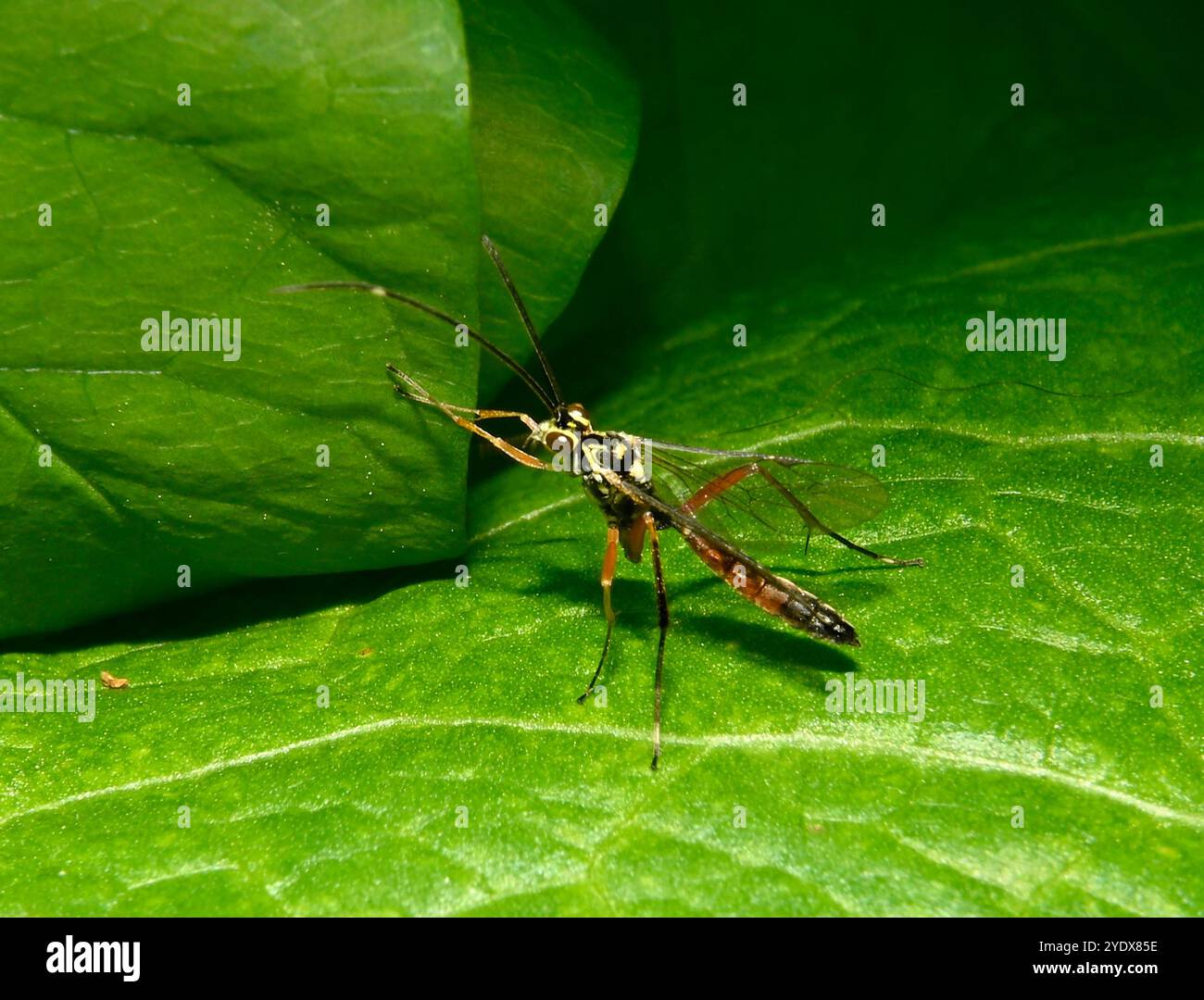 Males have yellow and black thorax hi-res stock photography and images ...