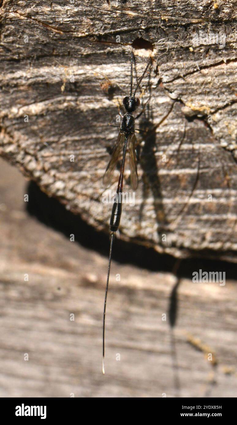 A female Ichneumonidae wasp, Gasteruption jaculator, on a log. Well ...