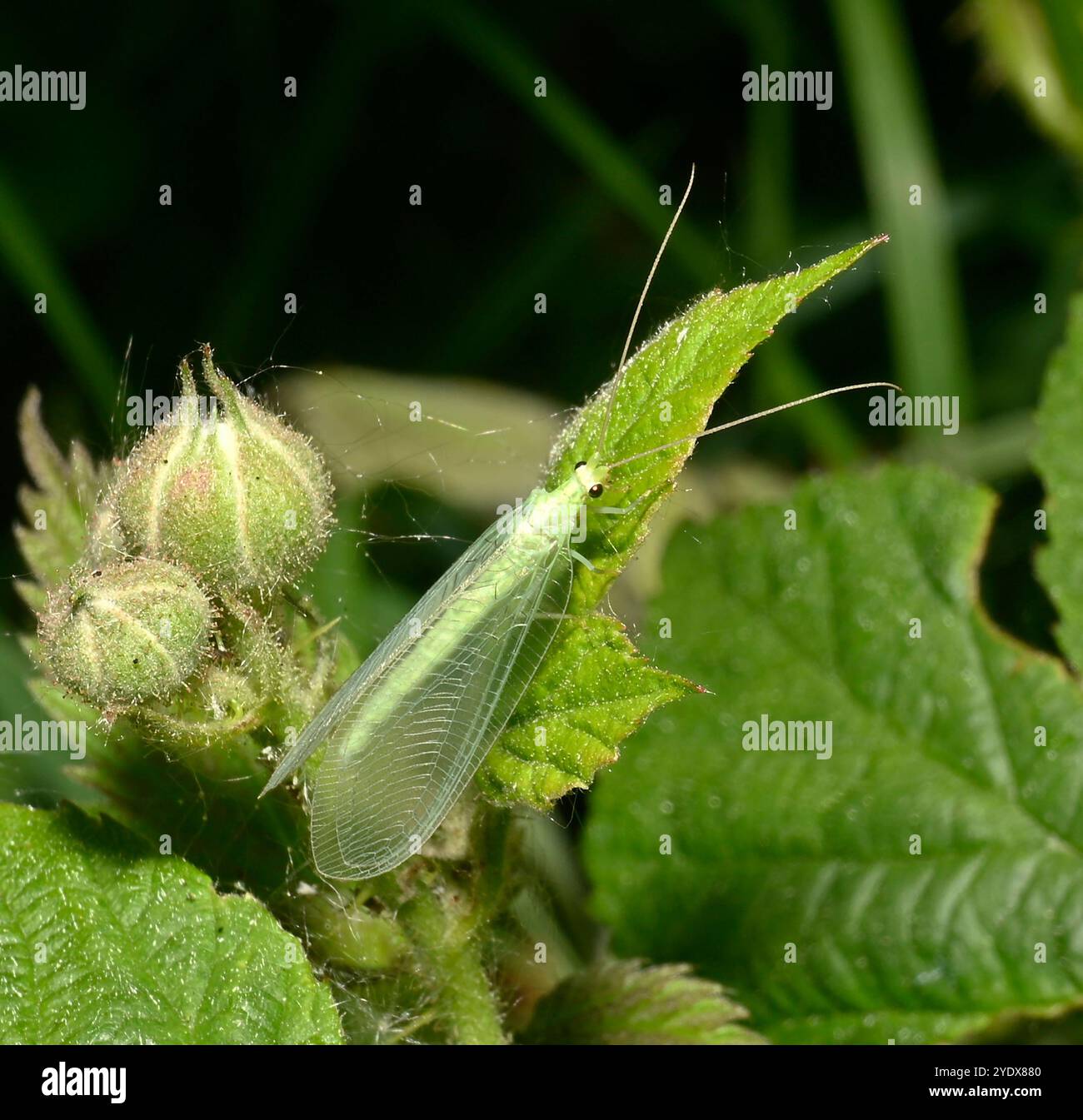 An Aphid Lion Lacewing, Chrysoperla Carnea, resting on a leaf with a ...
