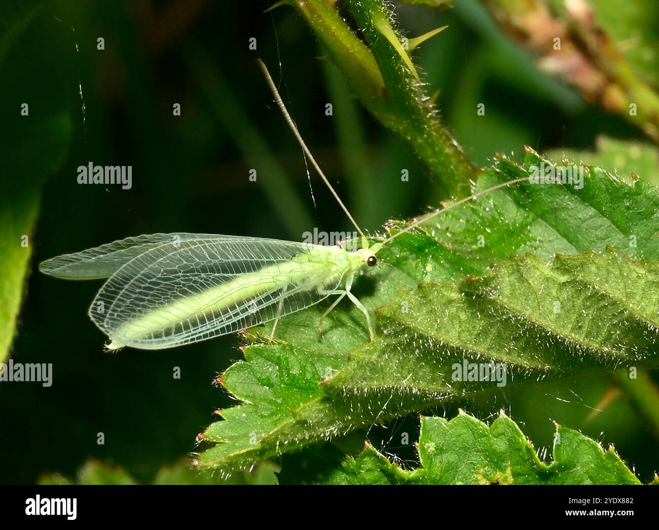 A Common green lacewing, Chrysoperla Carnea, resting on a leaf. Well ...