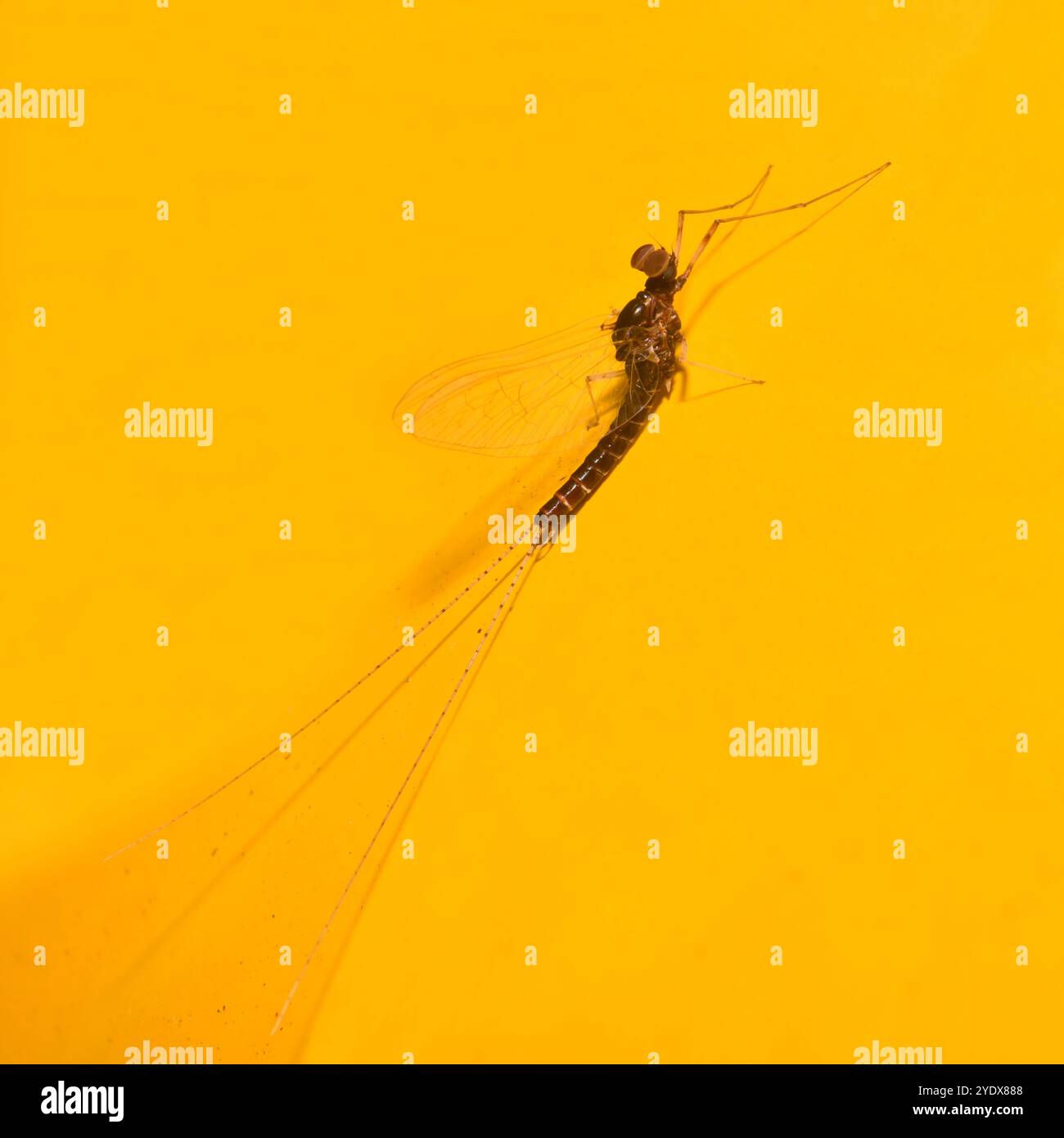 Larvae are very sturdy hi-res stock photography and images - Alamy