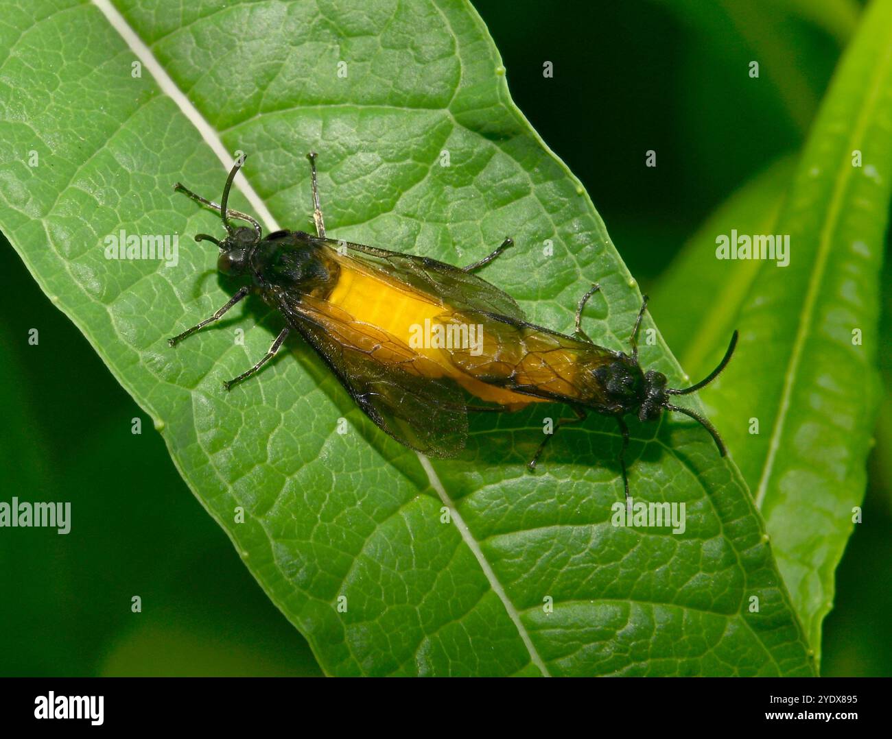 A mating pair of Large Rose sawfly, Arge pagana, on a well focussed ...