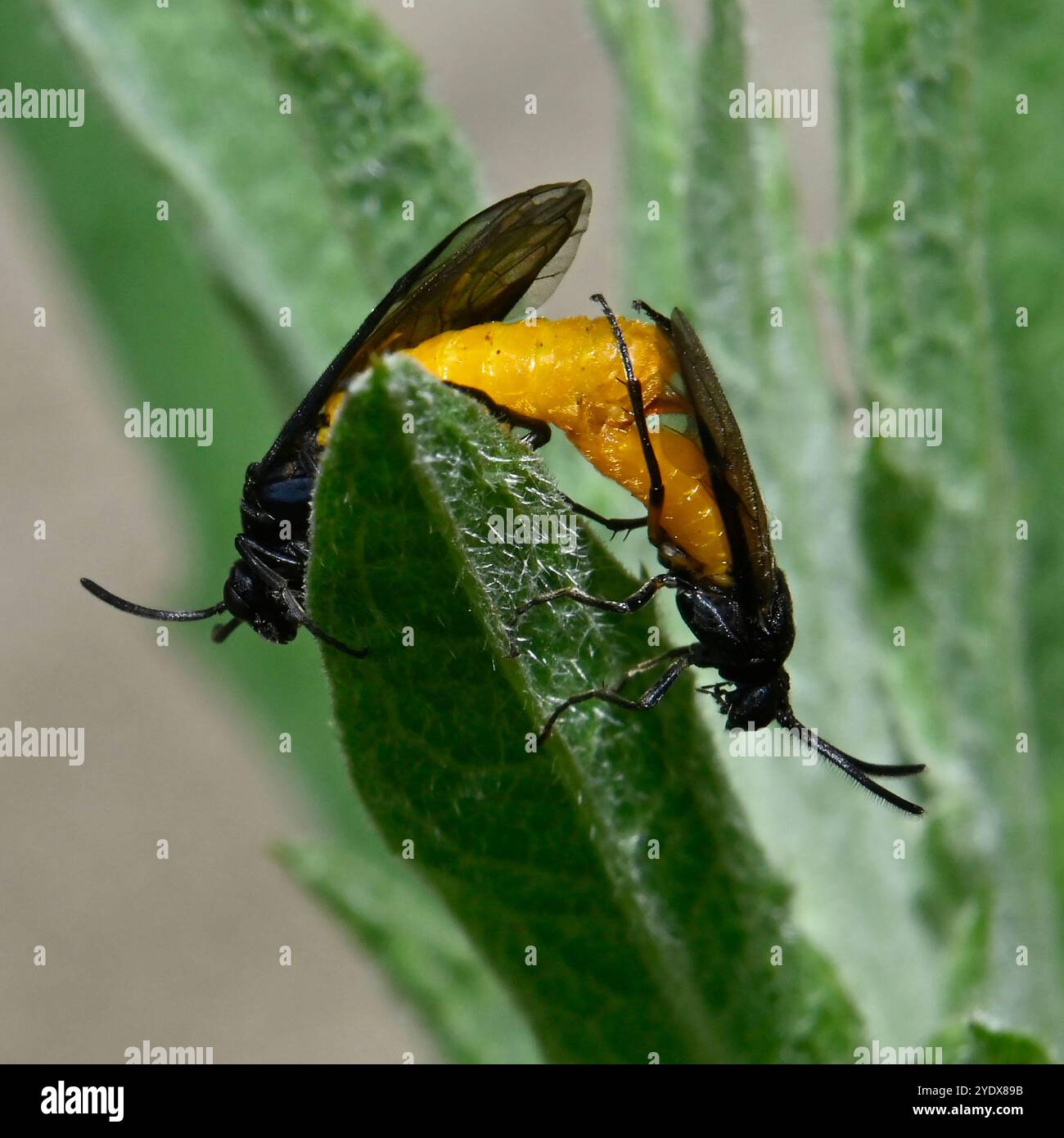 Cultivates fungus hi-res stock photography and images - Alamy