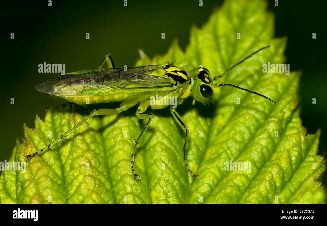 A close-up and well focussed image of a Common yellow sally, Isoperla ...