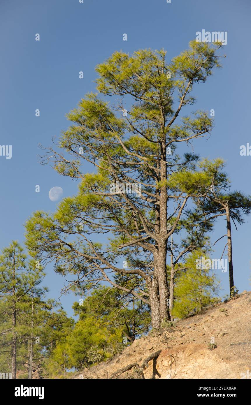 Canary Island pine Pinus canariensis and moon. Integral Natural Reserve ...