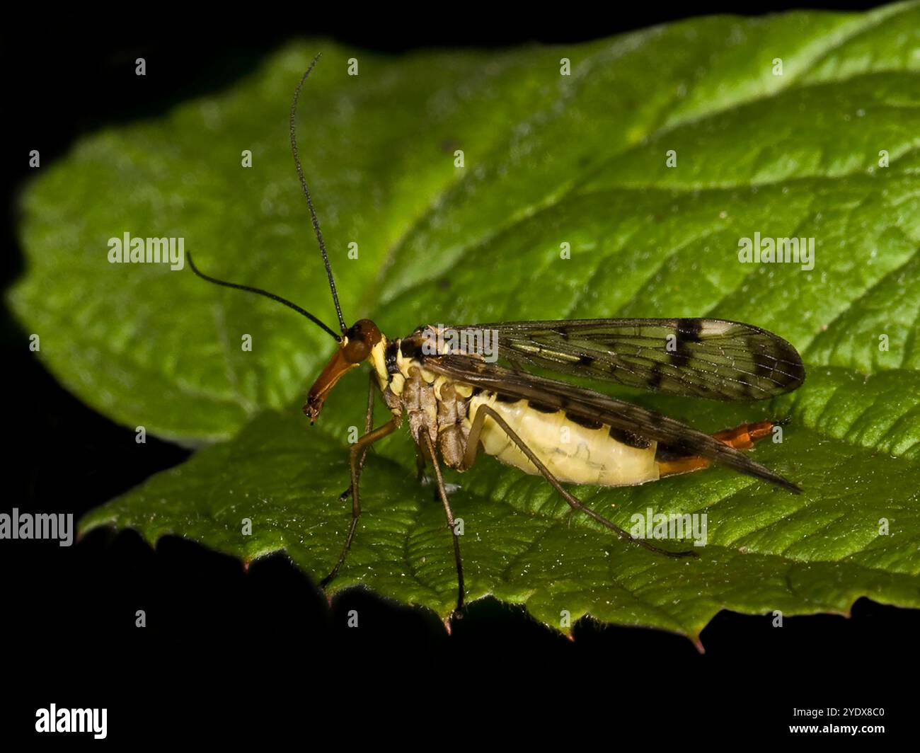 A side view of a female Scorpion Fly, Panorpa Communis, retie on a leaf ...