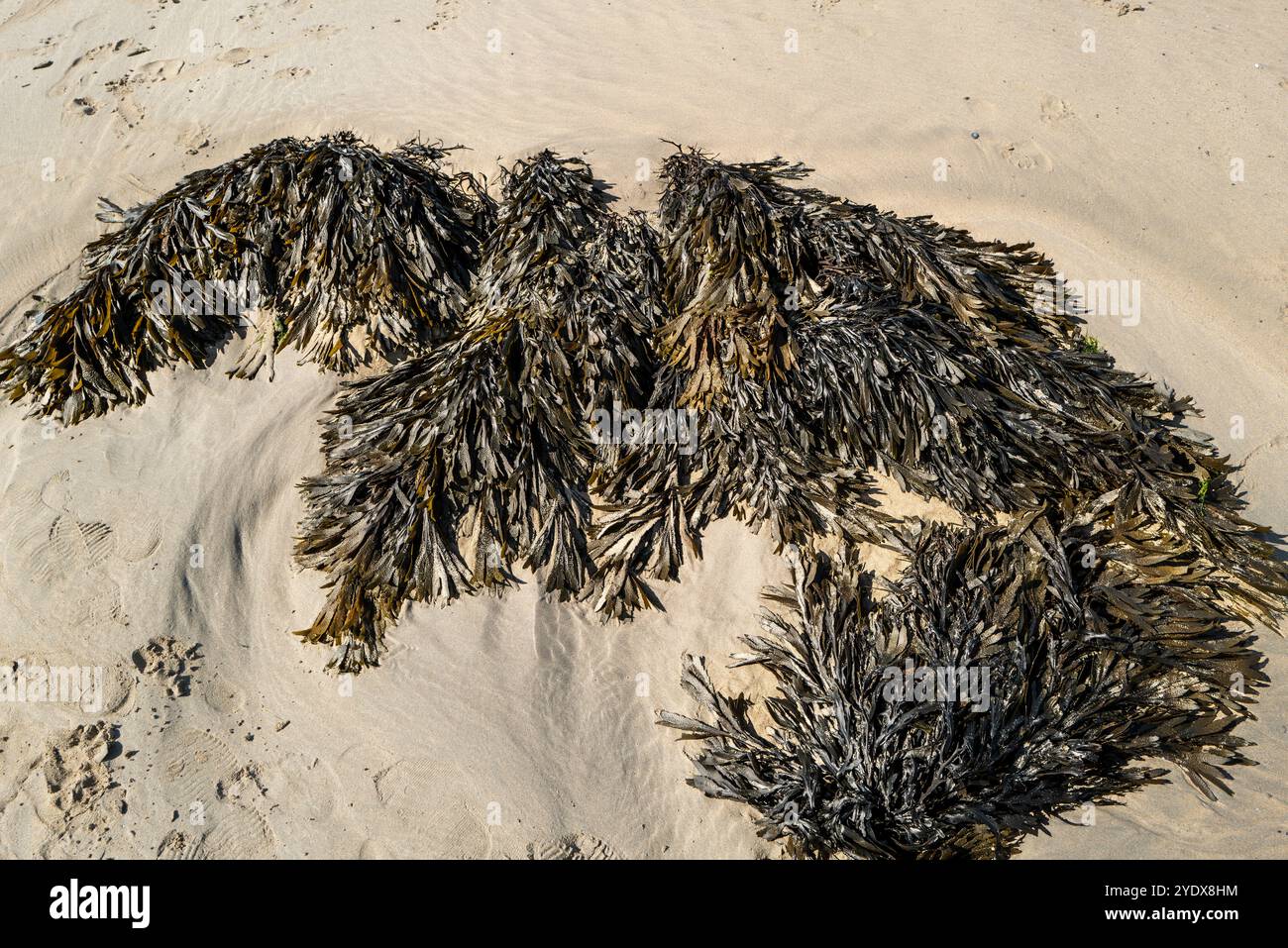 Fucus serratus seaweed exposed by the low tide on Gt Great Western ...