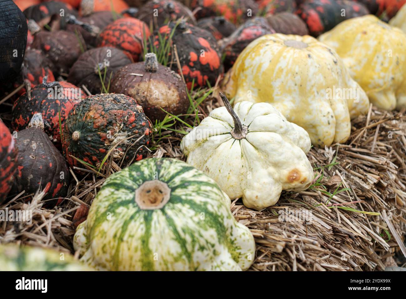 A vibrant collection of uniquely shaped gourds sprawls across straw ...