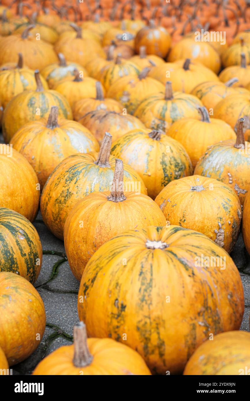 Rows of bright orange pumpkins with unique textures fill the ground at ...