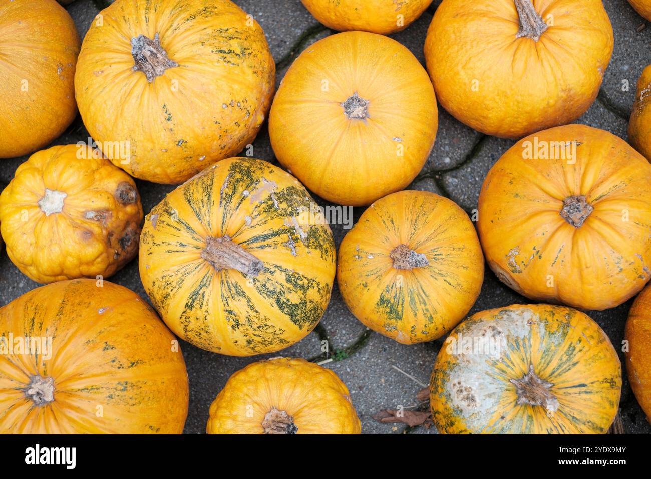 Colorful pumpkins in various shapes and sizes create a lively autumn ...