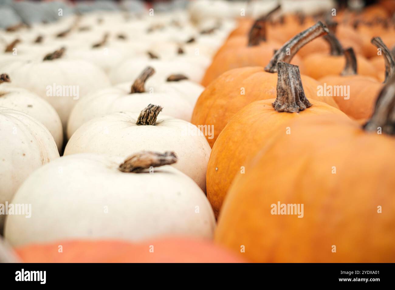 Multiple varieties of pumpkins, including bright orange and creamy ...