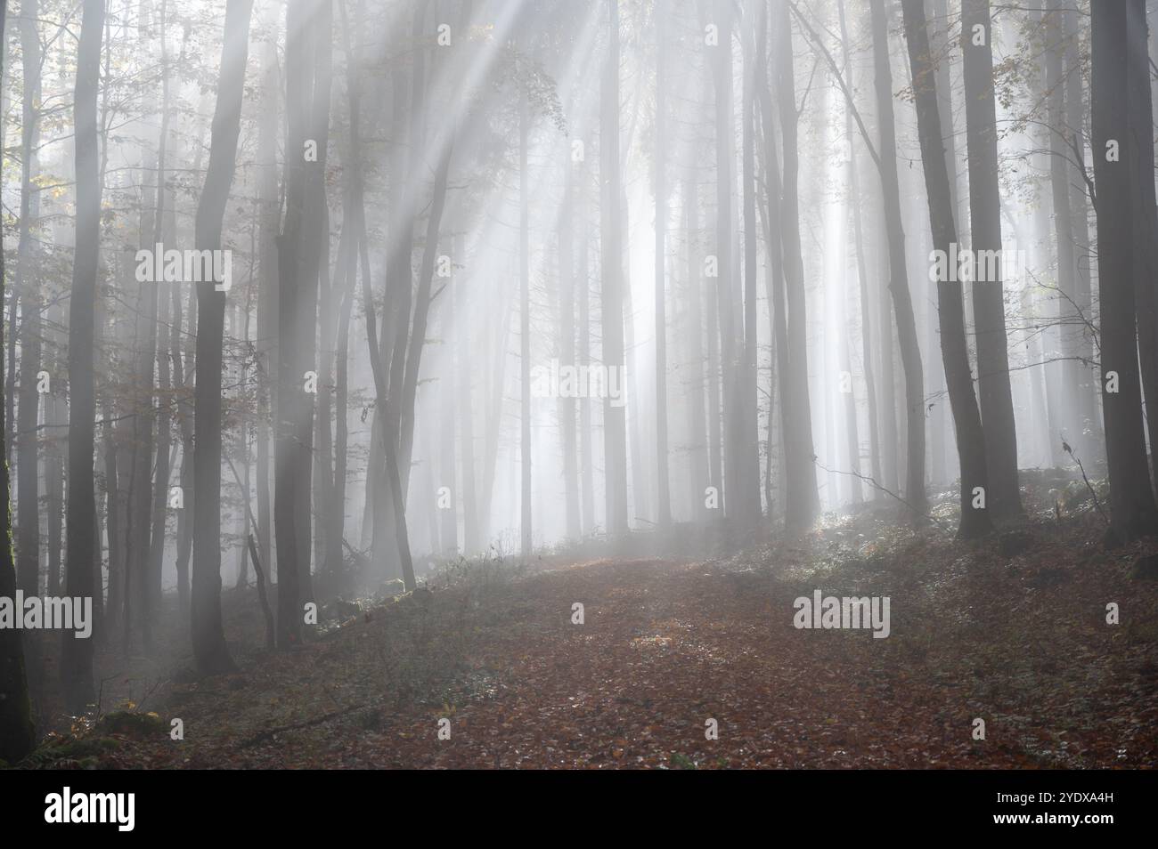 Sunny forest wallpaper sun rays hi-res stock photography and images - Alamy