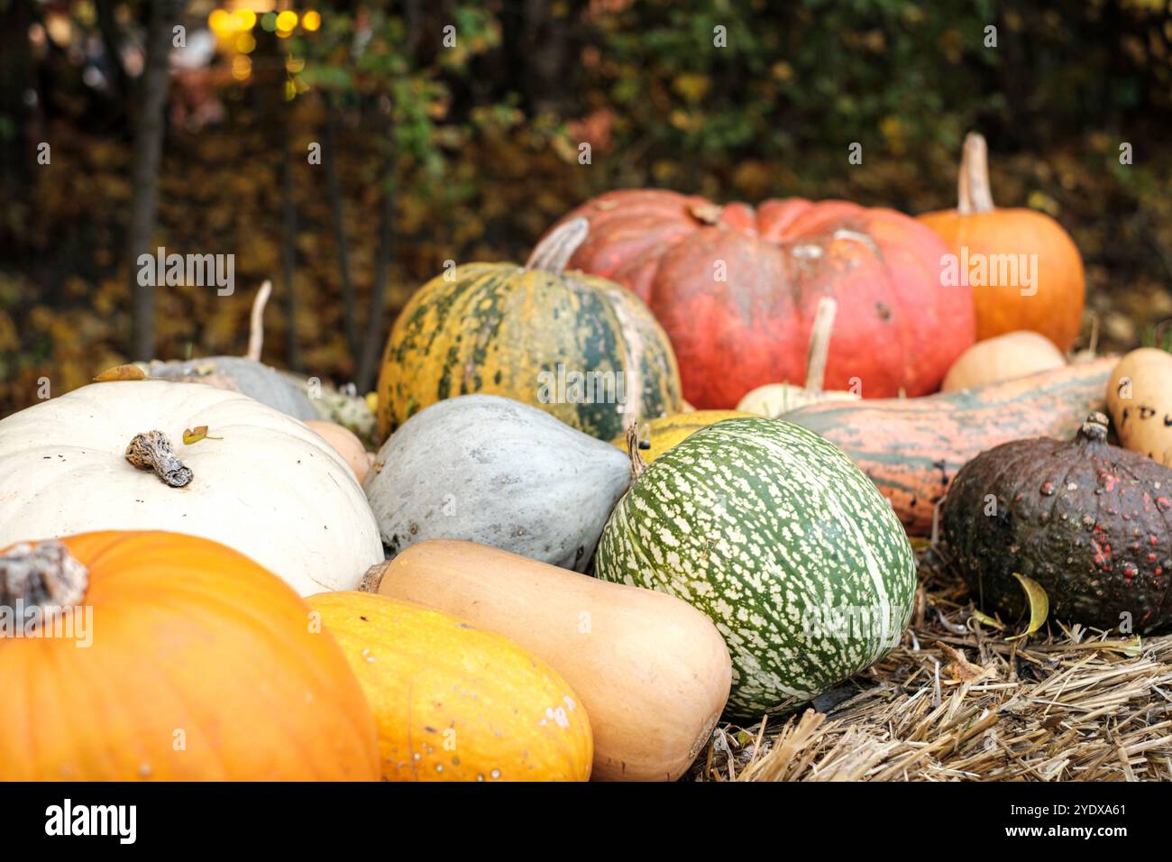 Beautiful organic assorted pumpkins hi-res stock photography and images ...