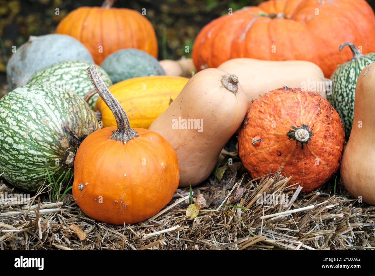A collection of vibrant pumpkins and gourds in various shapes and ...