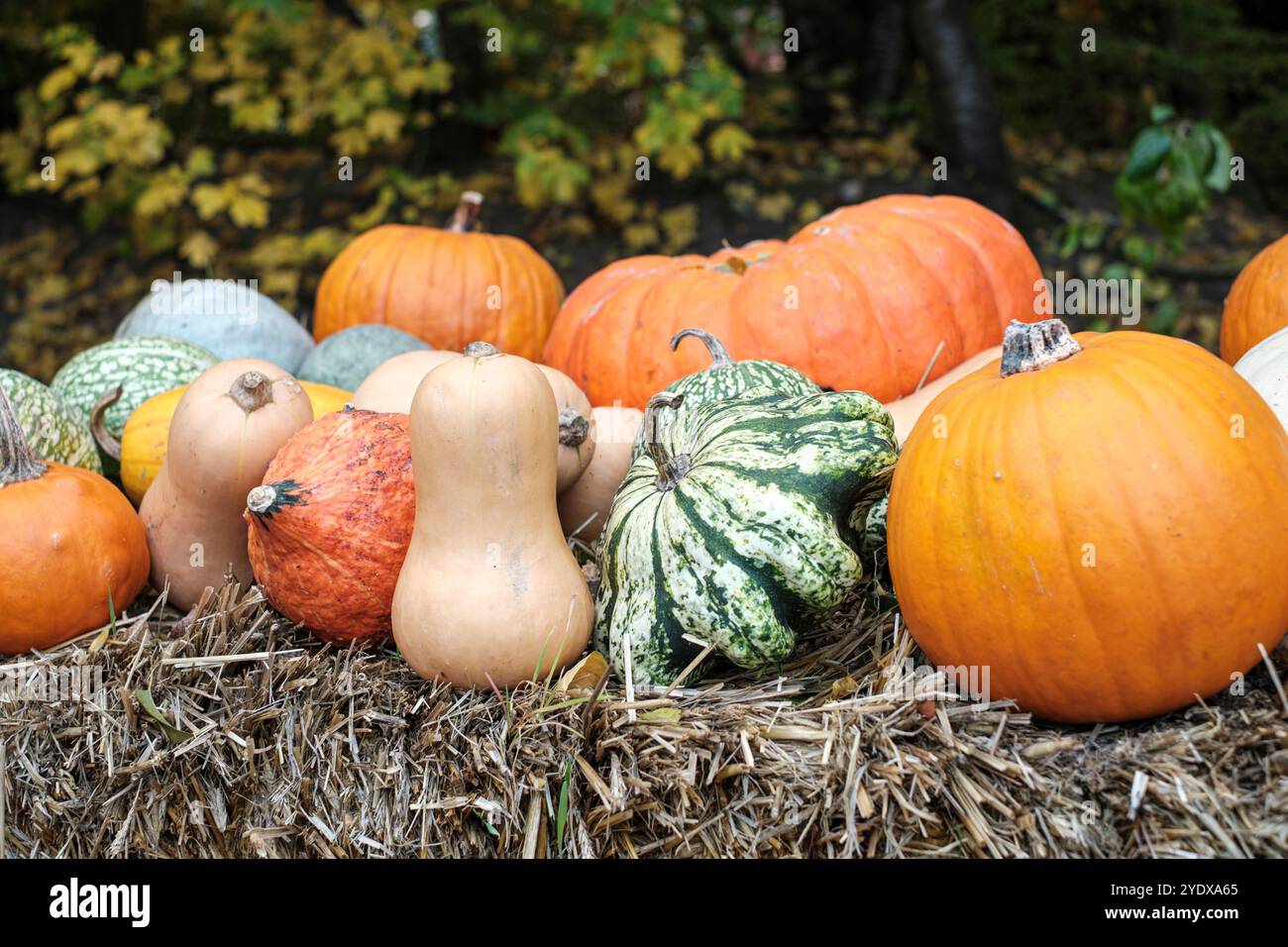 A vibrant collection of orange pumpkins and unique squashes sits atop ...