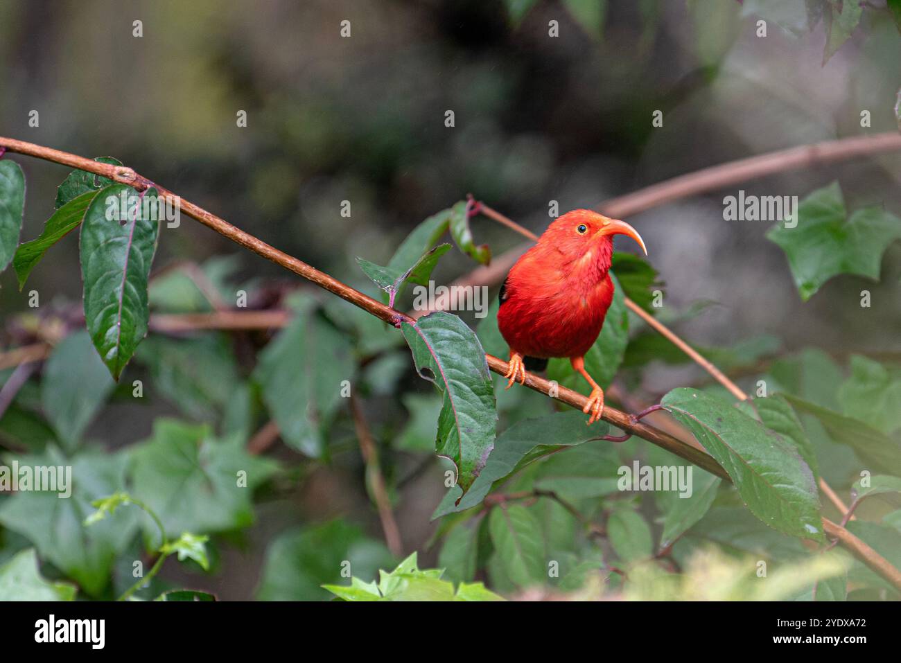 Surrounded by a backdrop of tropical greenery, this captivating scene ...