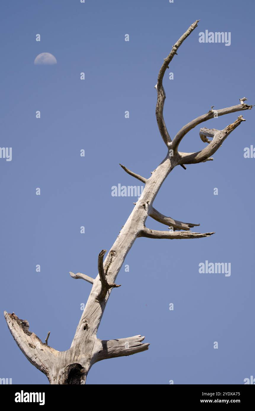 Dead Canary Island pine Pinus canariensis and moon in the background ...