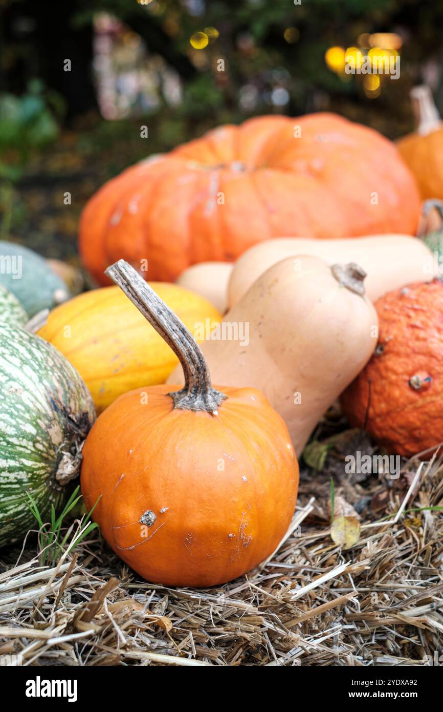 An array of pumpkins and squash in various shapes and colors rests on a ...