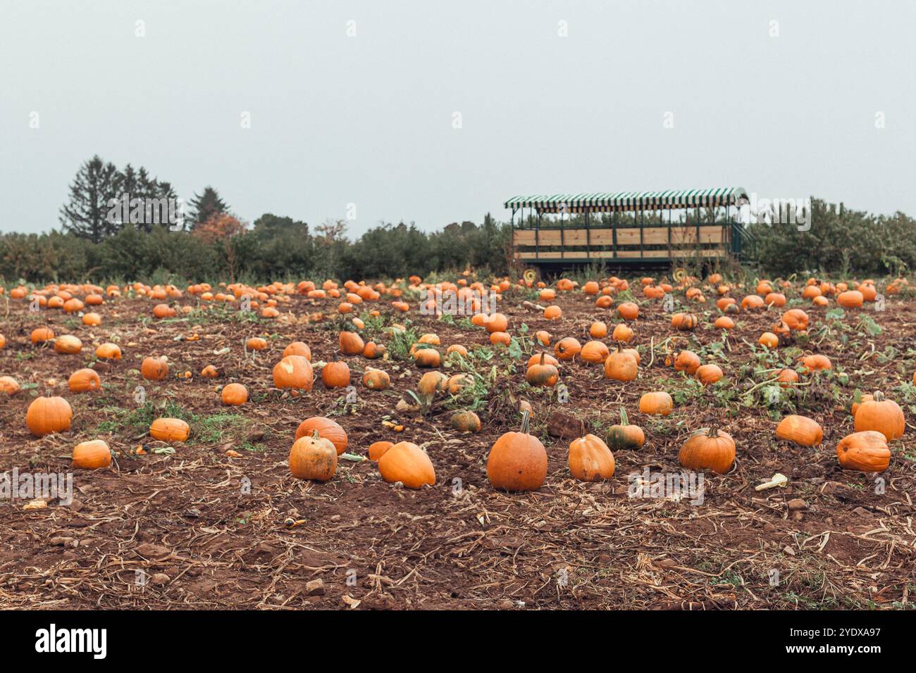 A vast field of pumpkins stretches across the landscape, their bright ...