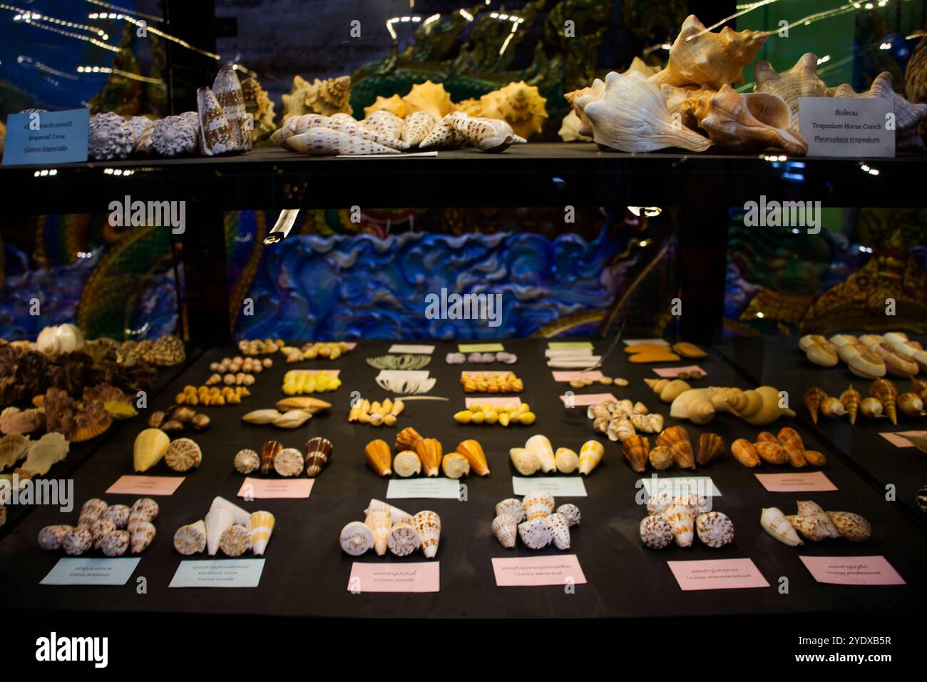 Building museum of antique seashell and historical story freshwater ...