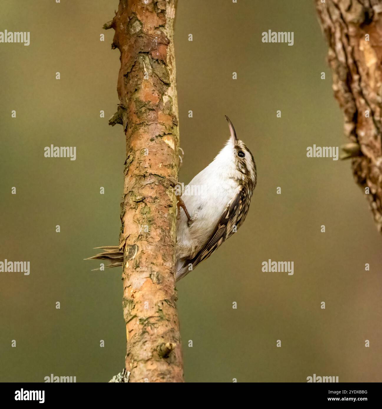 Tree creeper small bird on a tree branch in the forest Stock Photo - Alamy