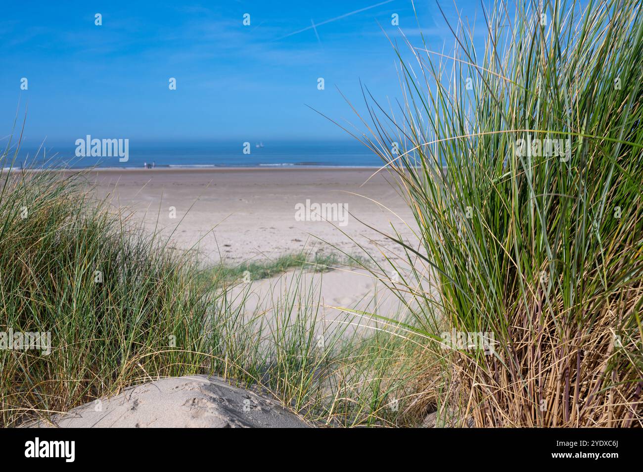 Marram grass on a sand dune with a view of the sea on the North Sea ...