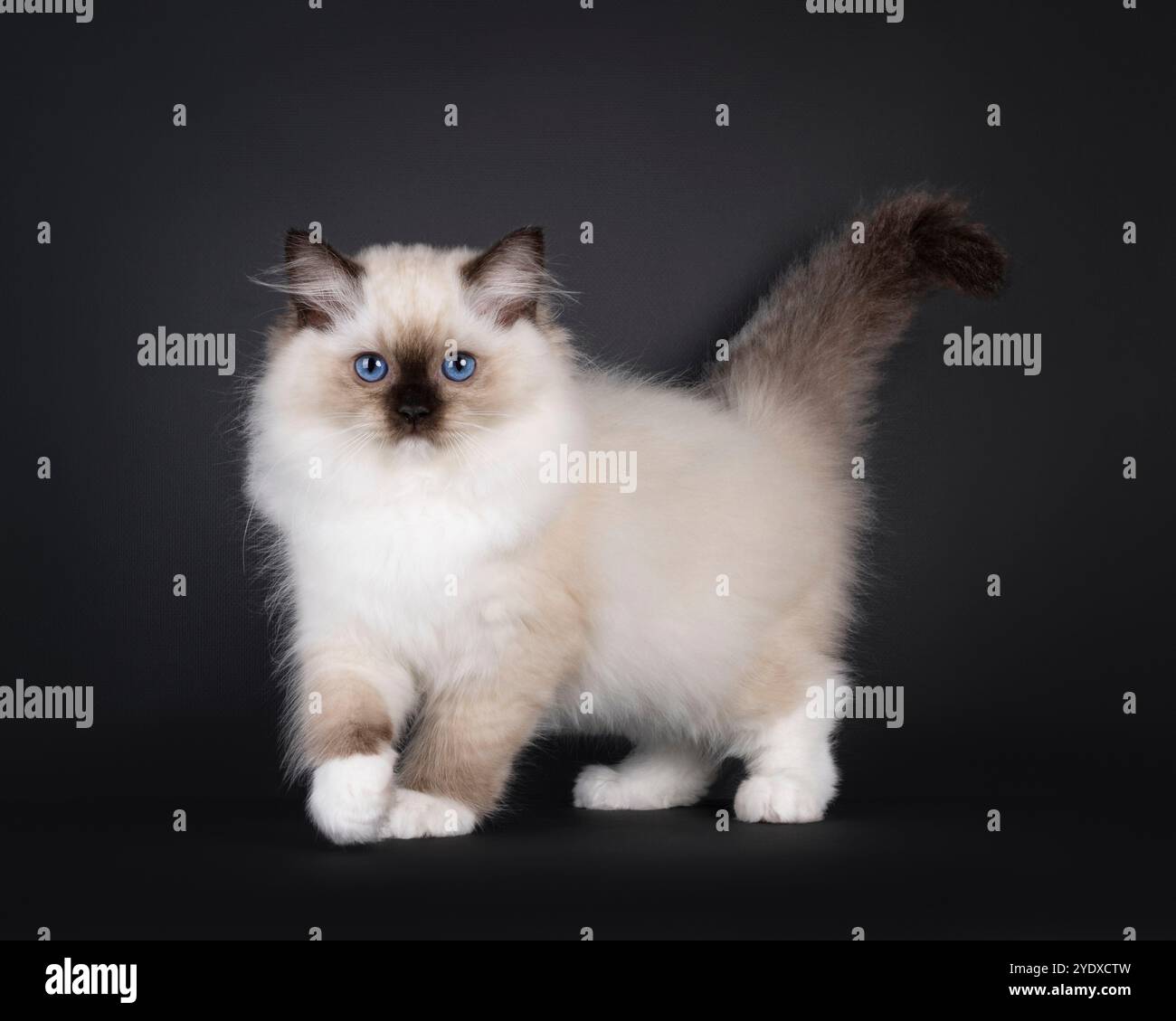Seal mitted Ragdoll cat kitten, walking towards camera. Looking ...