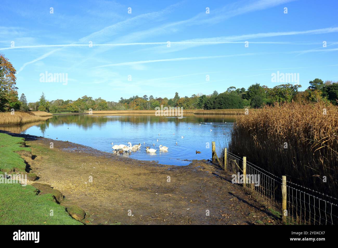 Swan beaulieu hi-res stock photography and images - Alamy