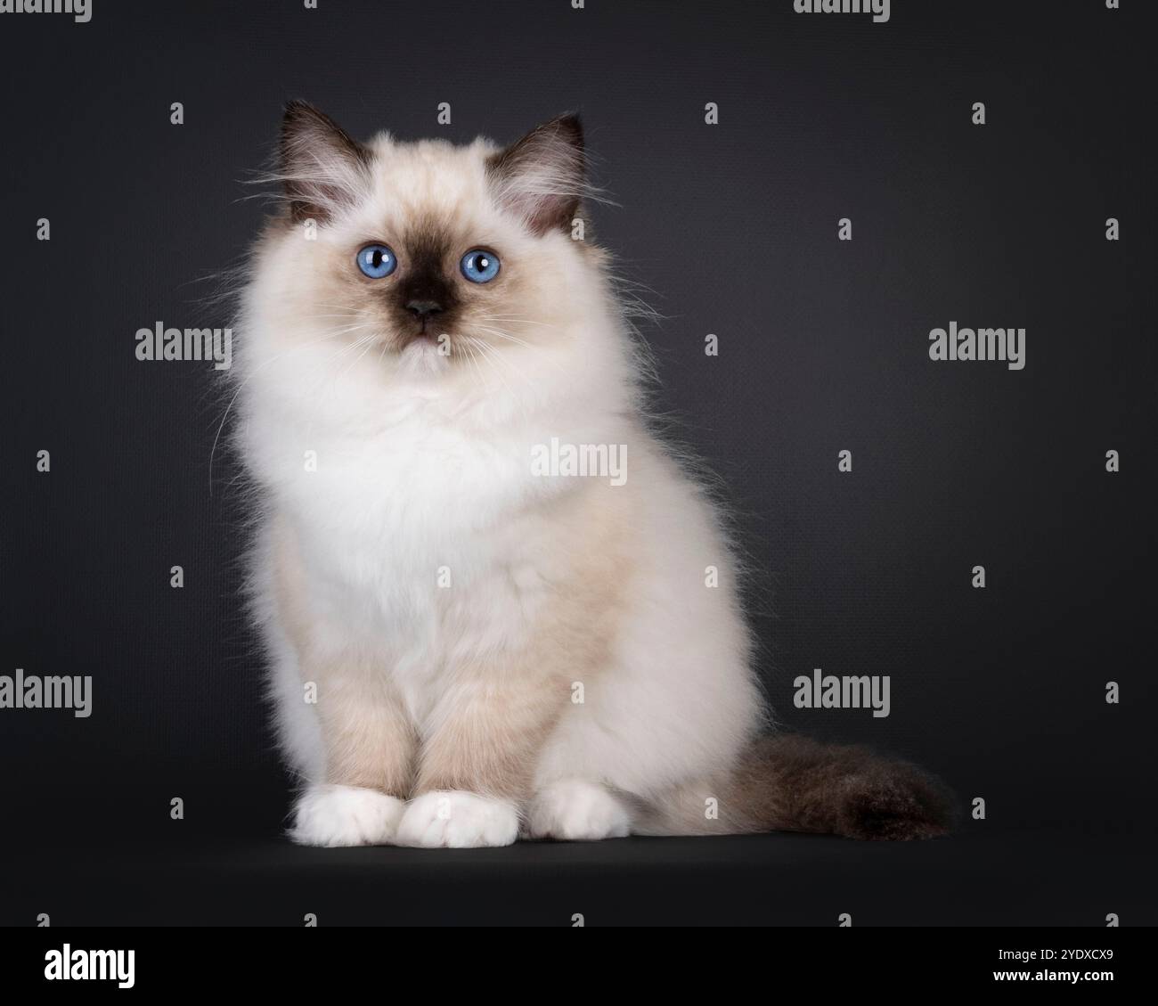 Seal mitted Ragdoll cat kitten, sitting up facing front. Looking ...