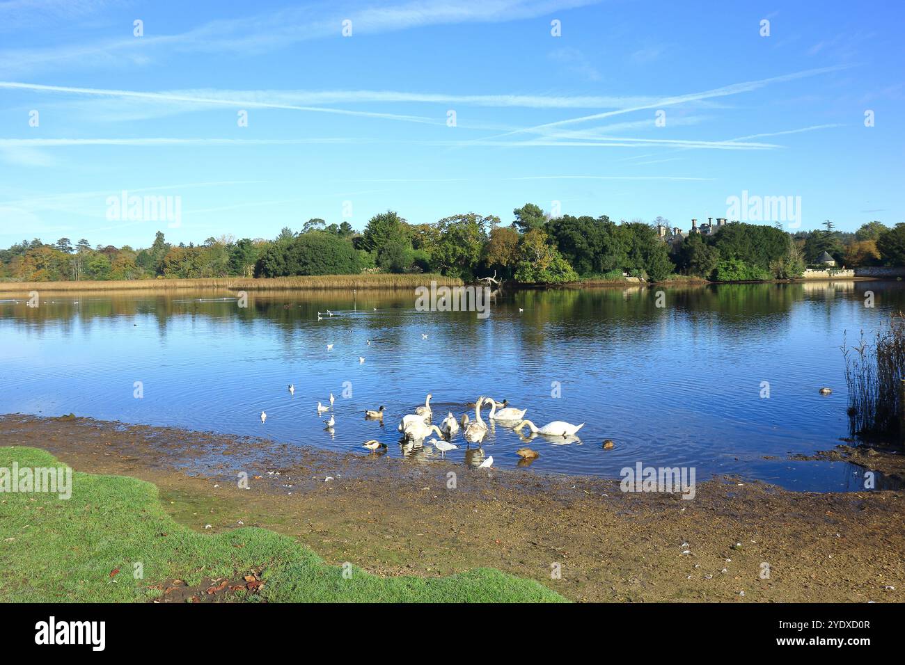 Beaulieu forest autumn hi-res stock photography and images - Alamy